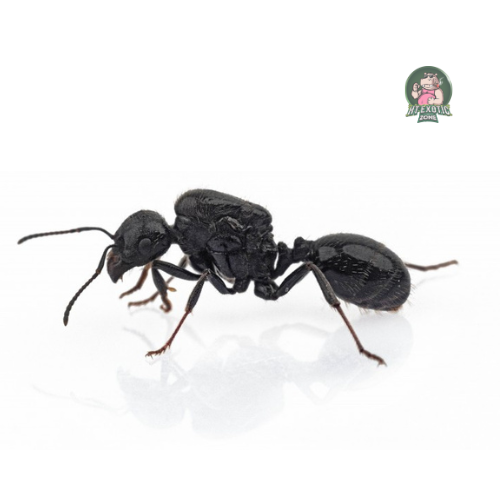 Messor structor 1 Queen 10-15 Worker | HT - Exoticzone