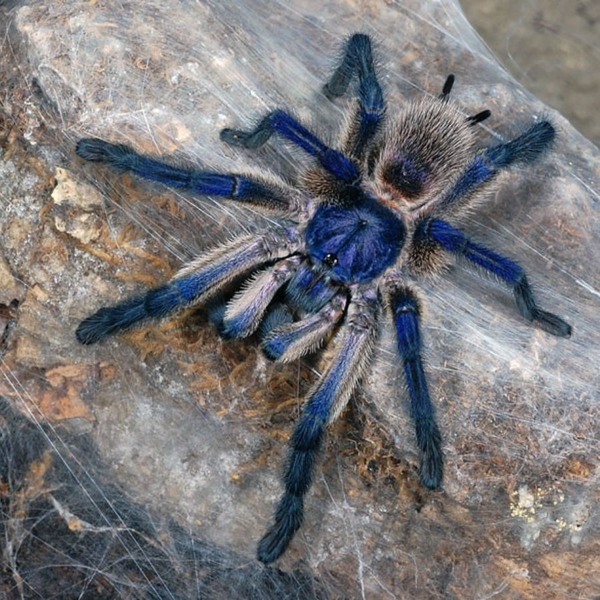 Monocentropus balfouri ( Socotra Island Blue Baboon ) 1-1,5cm | HT ...