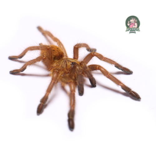 Pterinochilus murinus (Orange Baboon Tarantula) 3-4 cm. | HT - Exoticzone