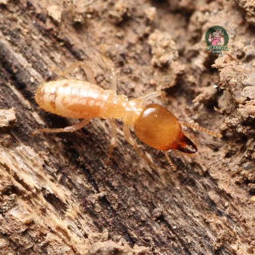 Odontotermes formosanus 1King 1Queen | HT - Exoticzone