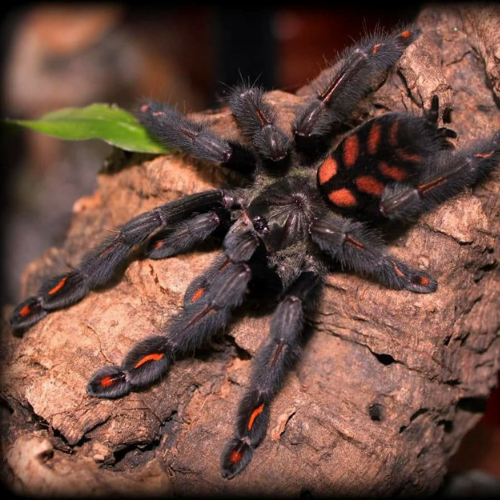Tarantula Suntiger Venezuelan Suntiger, Venezuelan Sun Tiger