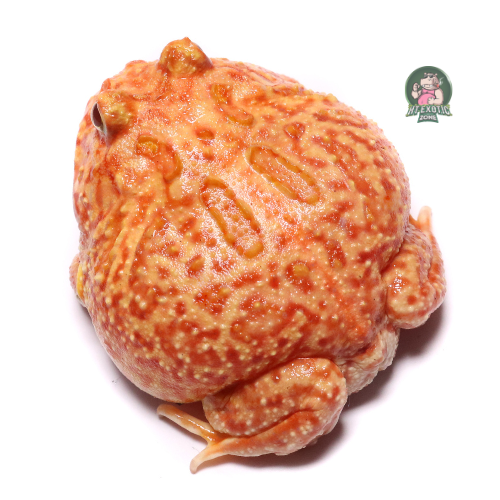 Red dragon pacman 7- 8cm | HT - Exoticzone