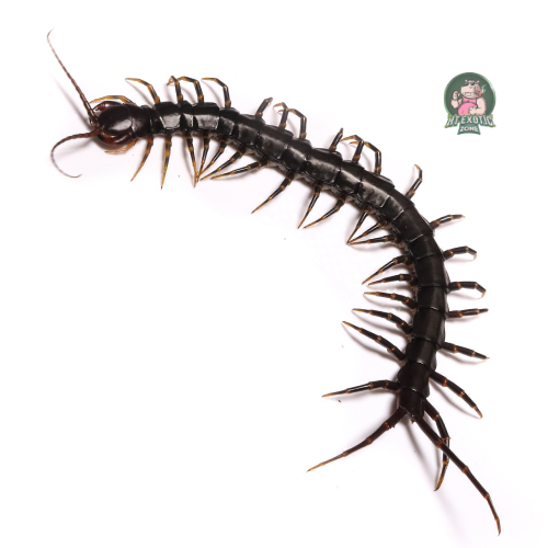 Scolopendra hainanum 'Black Tiger Leg' 12 - 15 cm | HT - Exoticzone