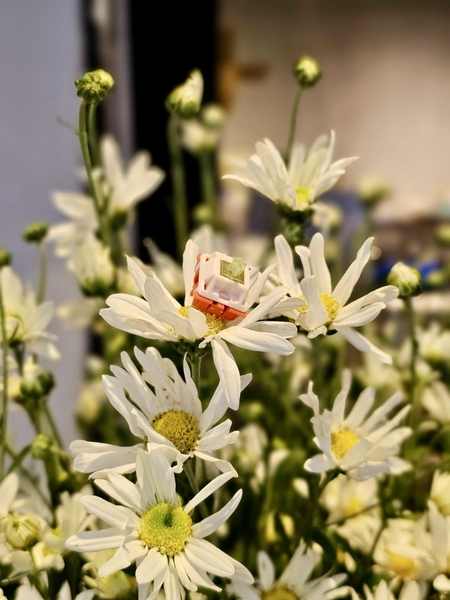 Gateron Summertime switch