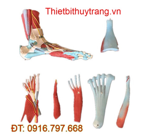 MÔ HÌNH GIẢI PHẪU BÀN CHÂN CƠ BẮP KÍCH THƯỚC THẬT 7 PHẦN TTXC-338