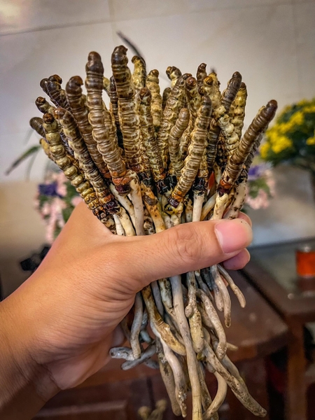 Đông Trùng Hạ Thảo Rừng Tươi (có hình dạng giống tây tạng)