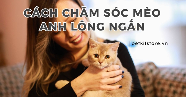 Cẩm nang cách chăm sóc mèo Anh lông ngắn chuẩn nhất