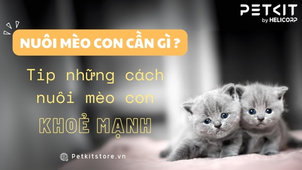 Nuôi mèo con cần gì? Tip những cách nuôi mèo con khoẻ mạnh