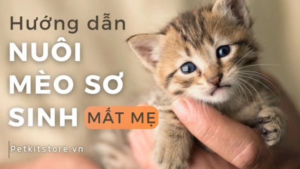 Cách chăm sóc mèo con mới đẻ mất mẹ an toàn nhất