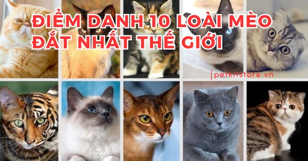 Điểm danh 10 loài mèo đắt nhất thế giới và lý do chúng đắt đỏ