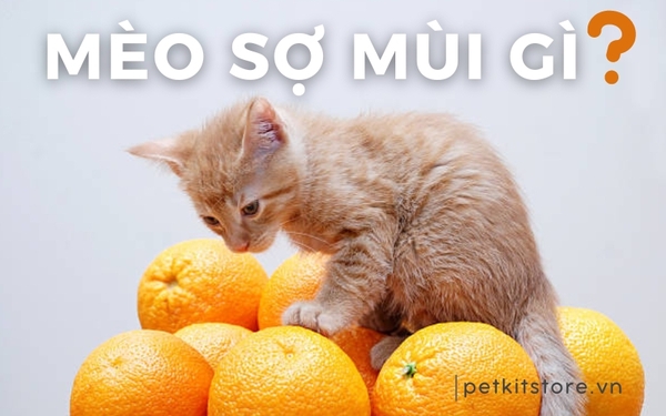 Mèo sợ mùi gì? Top 9 mùi mà mèo ghét nhất!