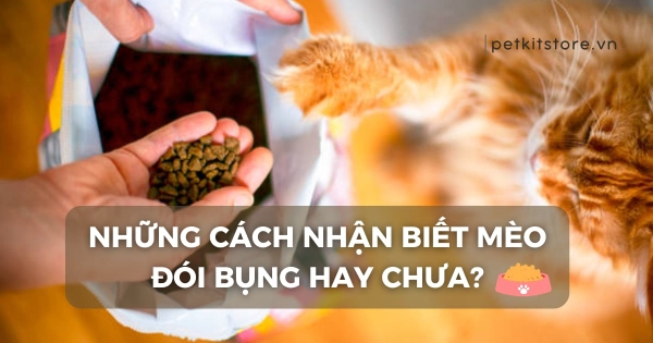 Những cách nhận biết mèo đói bụng hay chưa?
