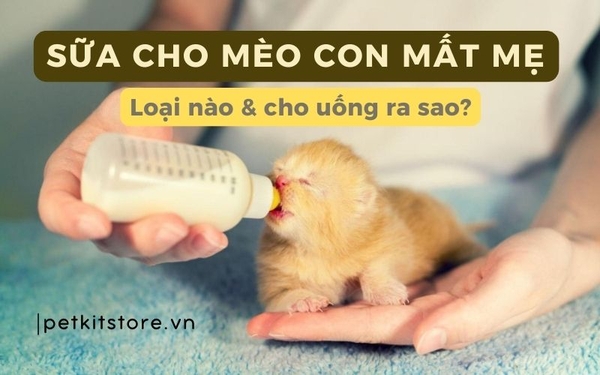 Sữa cho mèo con mất mẹ: Chọn loại nào và cho uống ra sao?