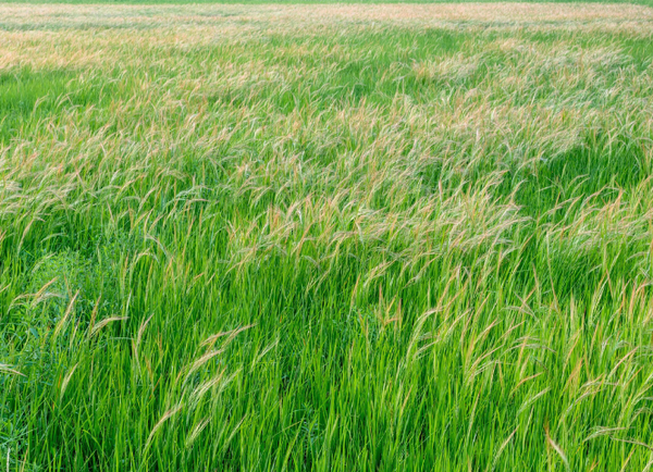 Các đặc điểm giúp phân biệt cỏ và lúa chính xác