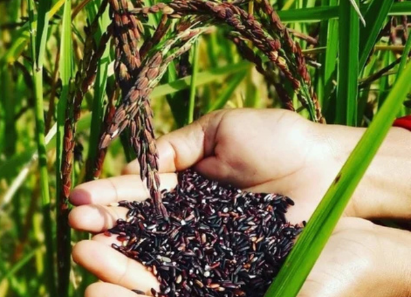 Khám phá 3 giống lúa thảo dược phổ biến hiện nay