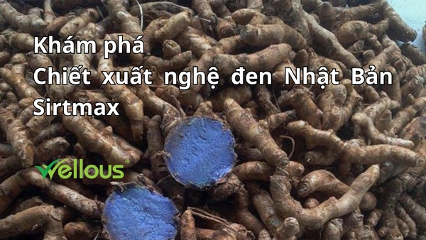 Khám Phá Sức Mạnh từ Chiết Xuất Nghệ Đen Nhật Bản Sirtmax | Wellous ...