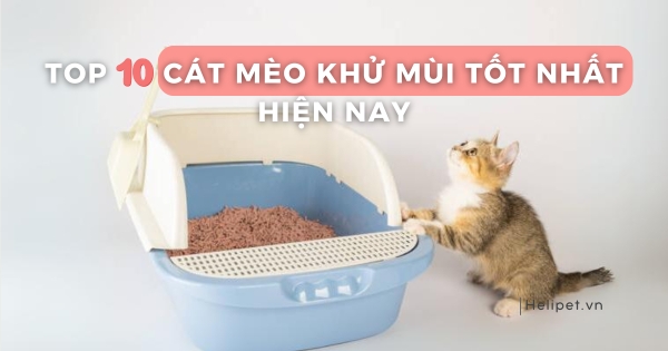 Top 10 loại cát mèo khử mùi tốt nhất hiện nay