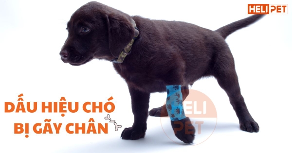 7 dấu hiệu chó bị gãy chân dễ nhận biết nhất
