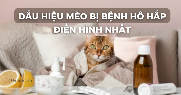 Top 7 dấu hiệu mèo bị bệnh hô hấp điển hình nhất
