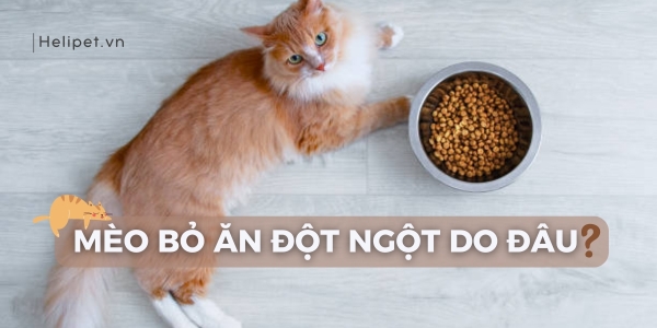 Mèo bỏ ăn đột ngột do đâu? Làm gì để boss ăn ngon miệng?