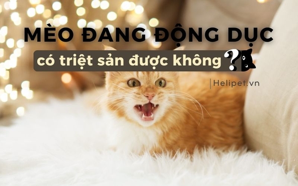 Mèo đang động dục có triệt sản được không?