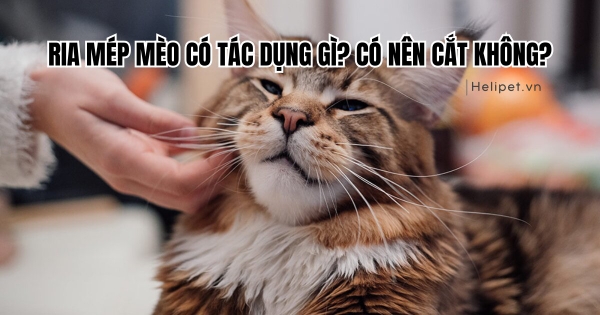 Ria mép mèo có tác dụng gì? Có nên cắt không?