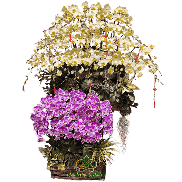 Lan Hồ Điệp Lũa Gỗ Phối Màu Nhị Sắc 45 Cành - DS014