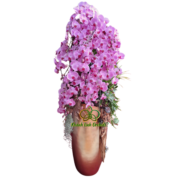 Lan Hồ Điệp Hồng Phấn Thác Đổ 24 Cành - HDH046