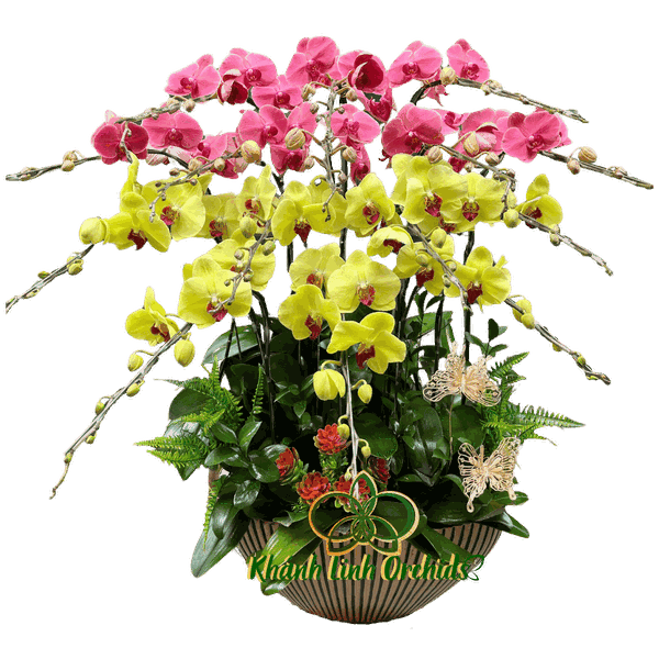 Lan Hồ Điệp Phối Màu Nhị Sắc 15 Cành - DS012.