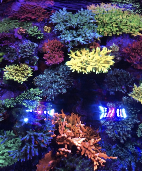 Series “Nước mặn” cho người mới bắt đầu (tập 4): Vi lượng