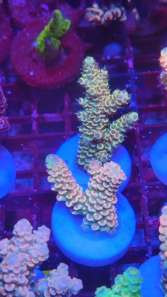 Sunset Pink Millepora ( mili - acropora sps )