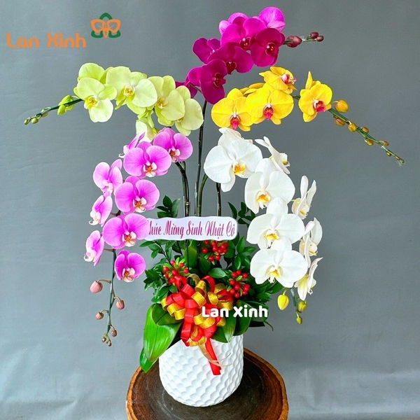 Lan hồ điệp mix 5 màu 5 cành rực rỡ- sang trọng LAN XINH