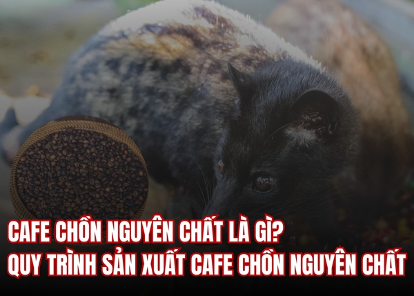 Cafe chồn là gì? Quá trình sản xuất Cafe chồn chuẩn vị