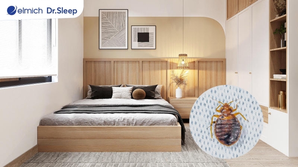 Rệp Giường Là Gì? Cách Nhận Biết Và Diệt Rệp Nhanh Chóng