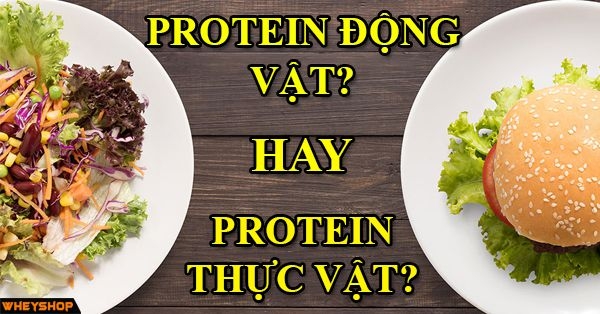 Phân biệt protein động vật và thực vật? Cái nào tốt cho người tập Gym