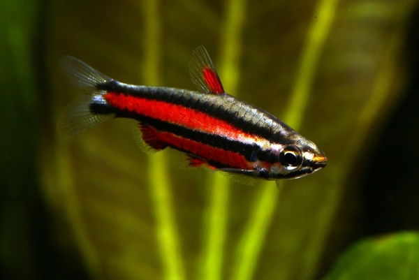 Coral Pencil Tetra