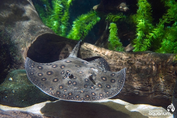 Cá Đuối nước ngọt (cá SAM) dòng cá cảnh độc lạ