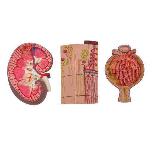 Mô hình cắt thận người với các nephron, mạch máu và cầu thận - 3B ...