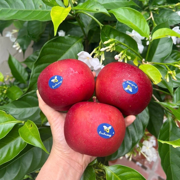 Táo Red Fuji quangminhfruits