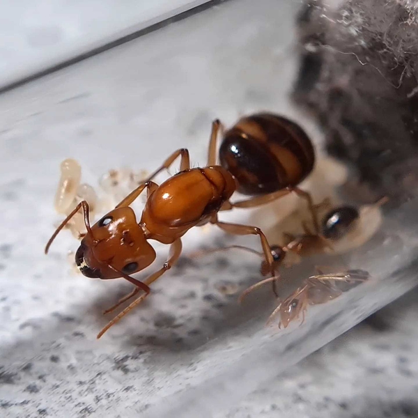 Camponotus Maculatus Subnudus