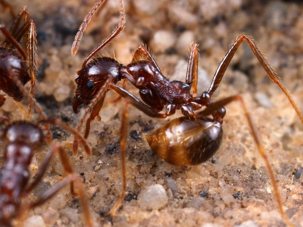 Aphaenogaster Longiceps