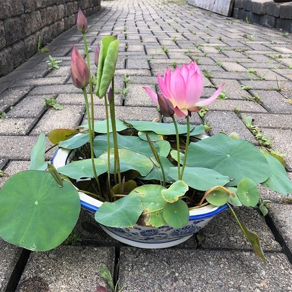 Hạt giống Hoa sen Mini Nhật - Trang trí nhà xinh - Giá rẻ