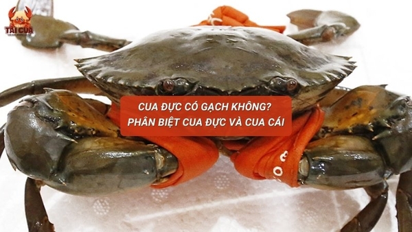 Cua đực có gạch không? Cách phân biệt cua đực và cua cái
