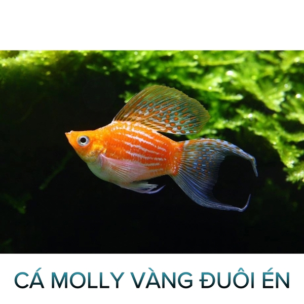 Cá Molly Vàng Đuôi Én -Cá Thủy Sinh- Cá Cảnh Thiên Phước