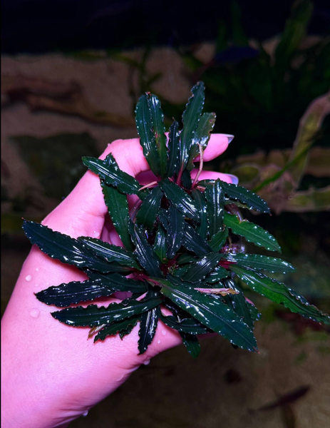 Bucep Red Sword - Cốc