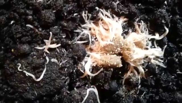 CÁCH NUÔI GRINDAL WORM - CÁCH NHÂN GIỐNG GRINDAL WORM