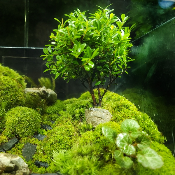 Hobbit House Terrarium