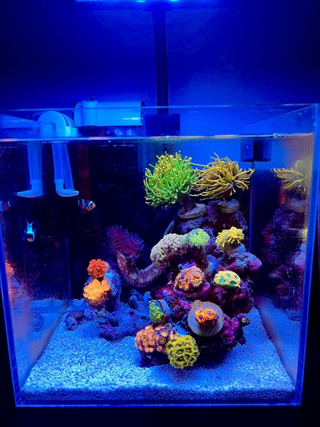 Đèn LED ZOOX Reef Nano Mini – 18W Cho Bể San Hô Nano