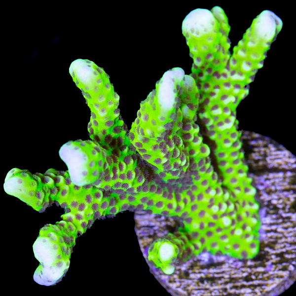 Anacropora Sp. Slimeball - San hô cứng (SPS) độc đáo cho bể nuôi san h
