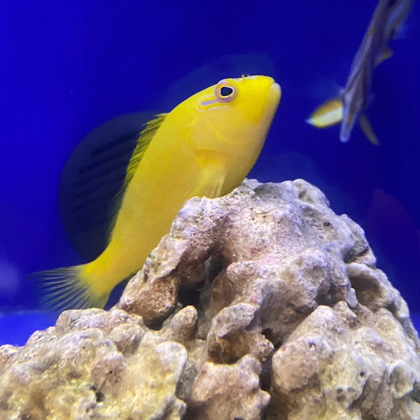 Cá Hawkfish Vàng Tahiti (Tahitian Golden Hawkfish) - Loài cá cảnh biển